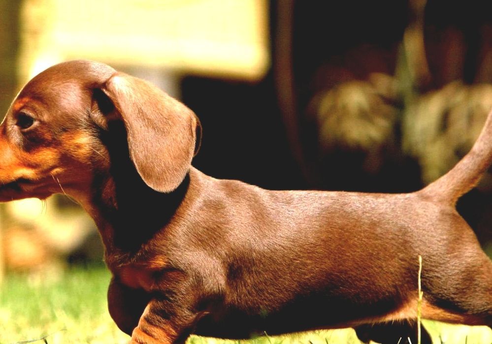 Dachshund - Mini Dotson Dog