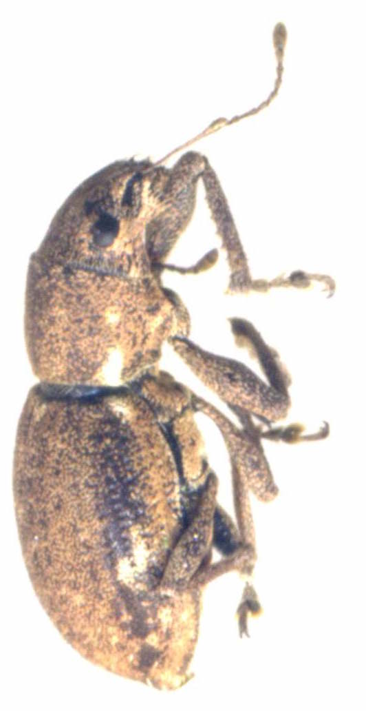 虫頭: バラゾウムシ（Naupactus cervinus）Fuller's Rose Weevil