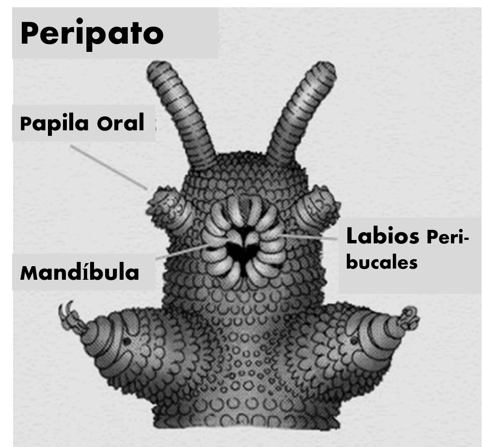 Mario Vásconez: Ecuador 45: Los incendios y la fauna del Parque ...