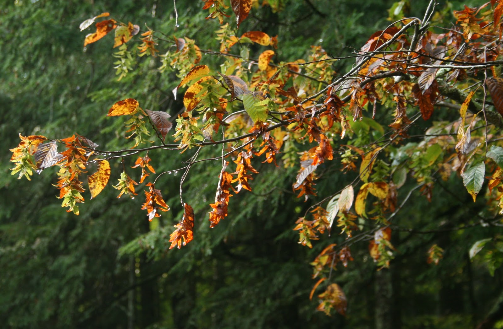 Spicebush Log: Musclewood