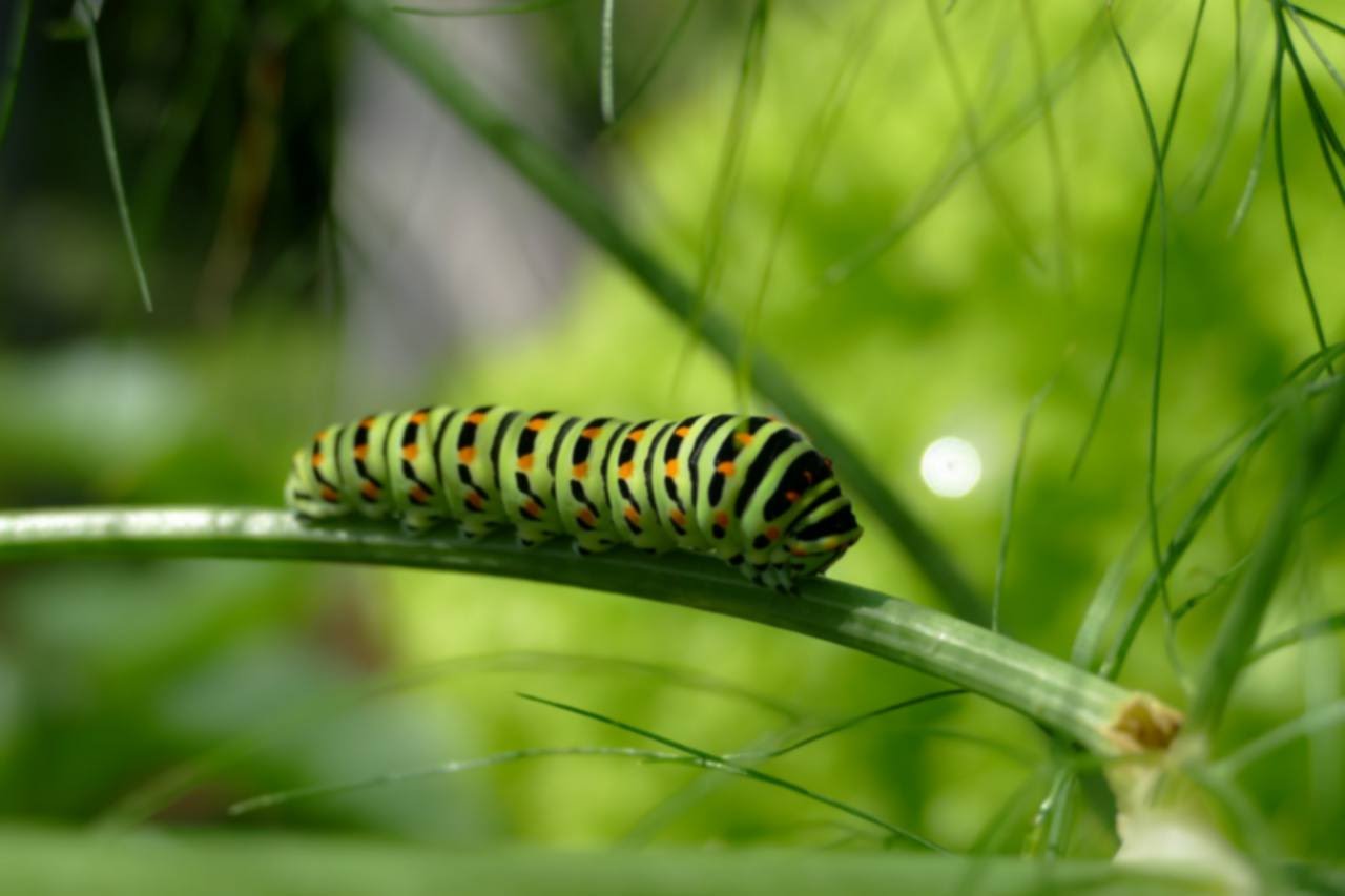 Mengenal Bentuk dan Jenis-jenis Larva Serangga - Dunia Serangga yang ...