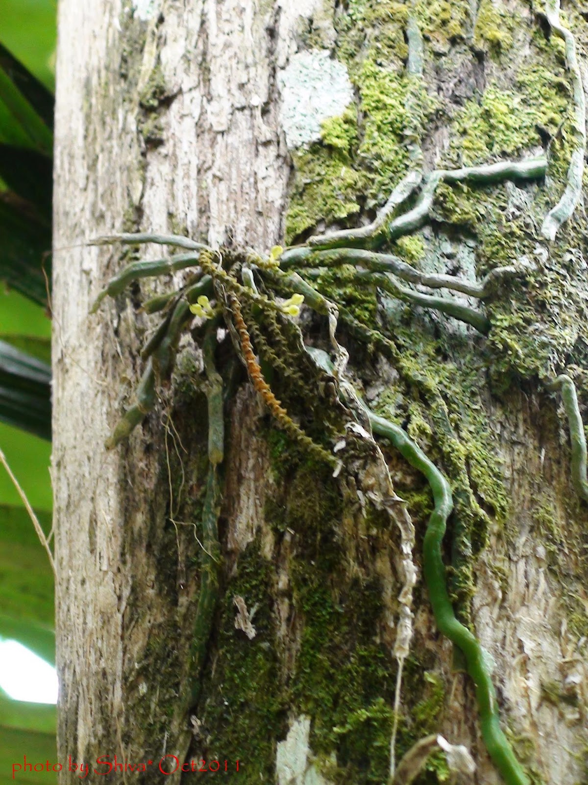 Wild orchids in sumatra: Taeniophyllum obtusum Blume, 1825