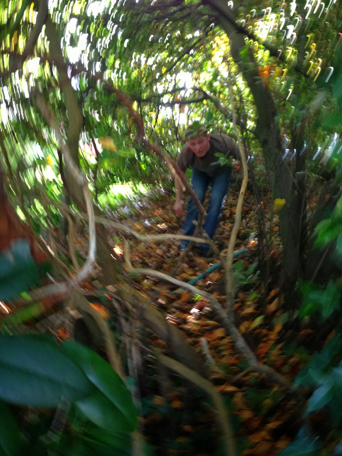 Julie Douglas, Notes from The Atelier: Conkers, drawing and water ...