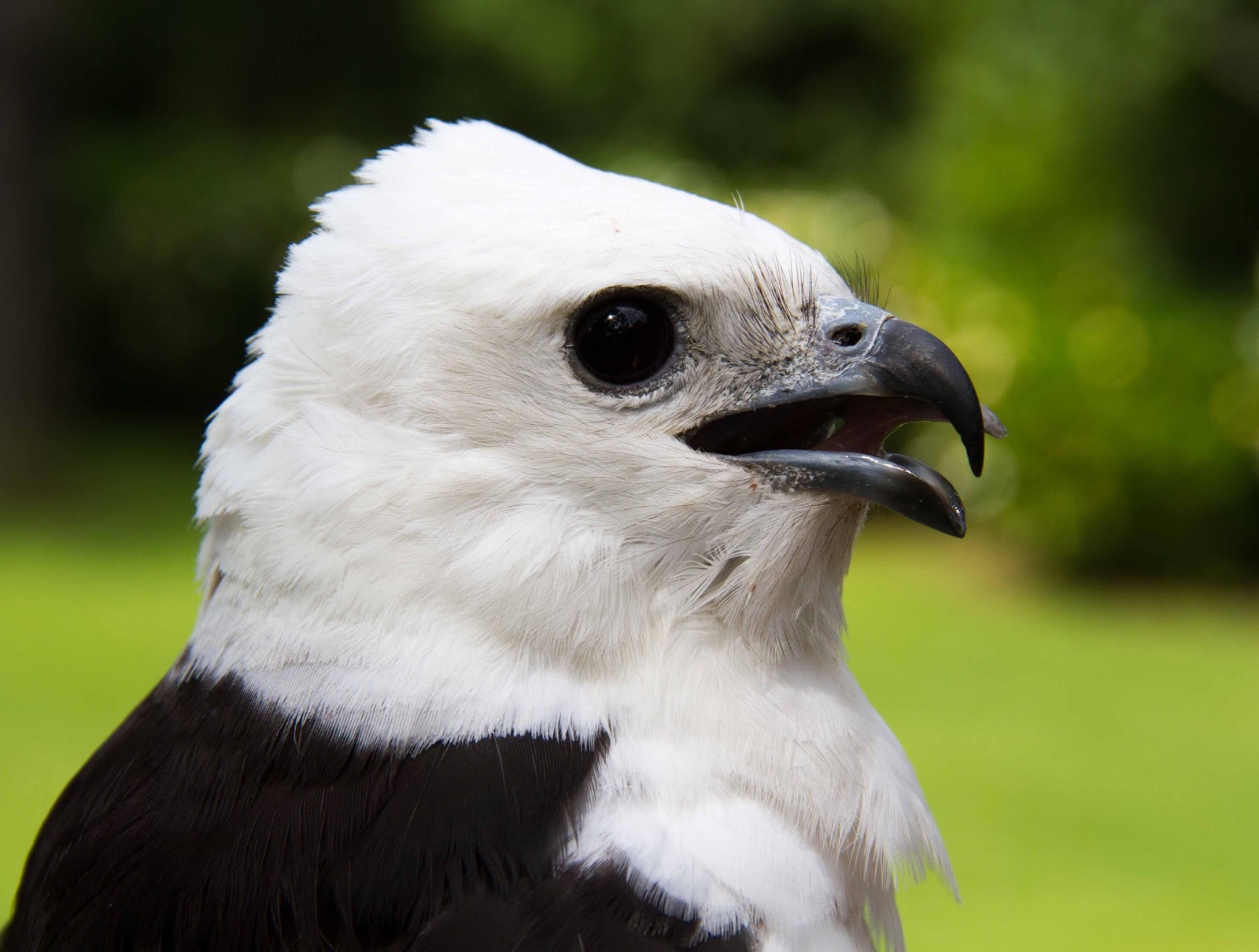 Swallow-tailed Kite Migration