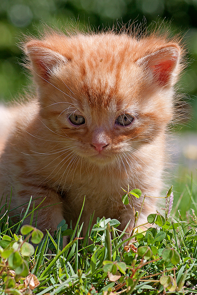 Compis: Felis silvestris catus