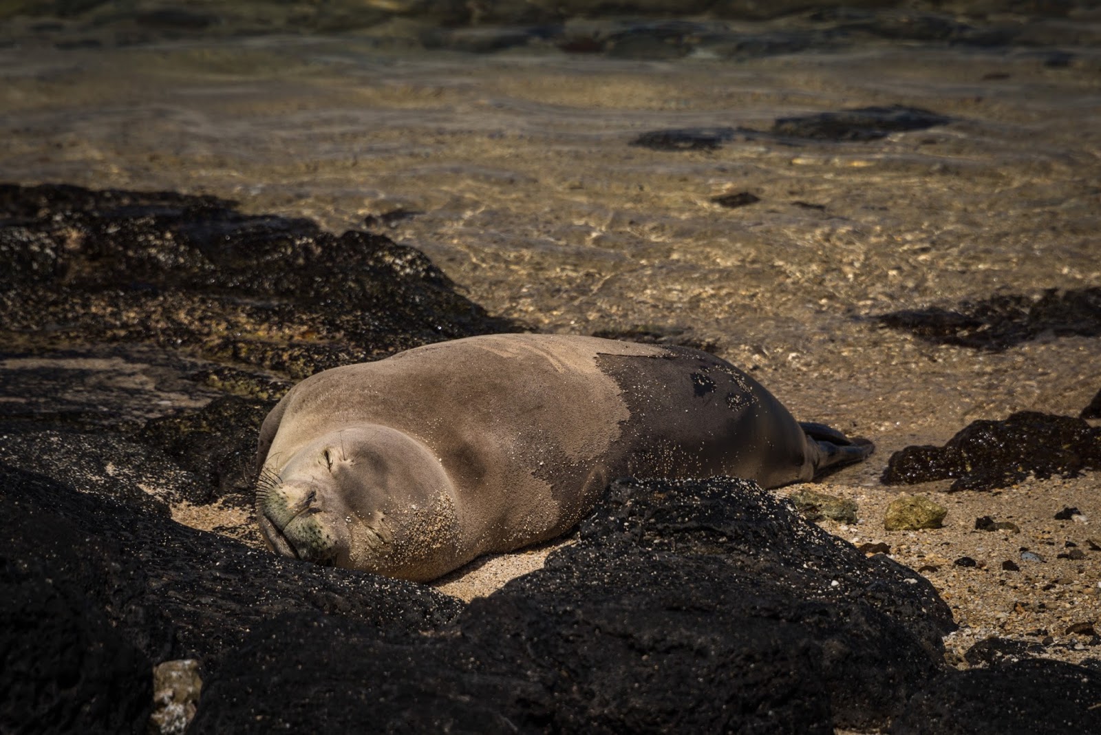 MonkSealMania.blogspot.com: 1/28/2017 DB's Dailies: Buster,J/M,Kea ...