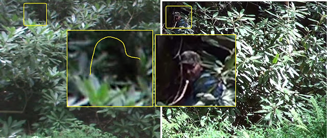 The Bigfoot Field Journal: Bigfoot in the Laurel - Closer Look