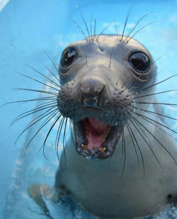 Fotos de todos los bebés del reino animal: Foca bebé con ojos grandes