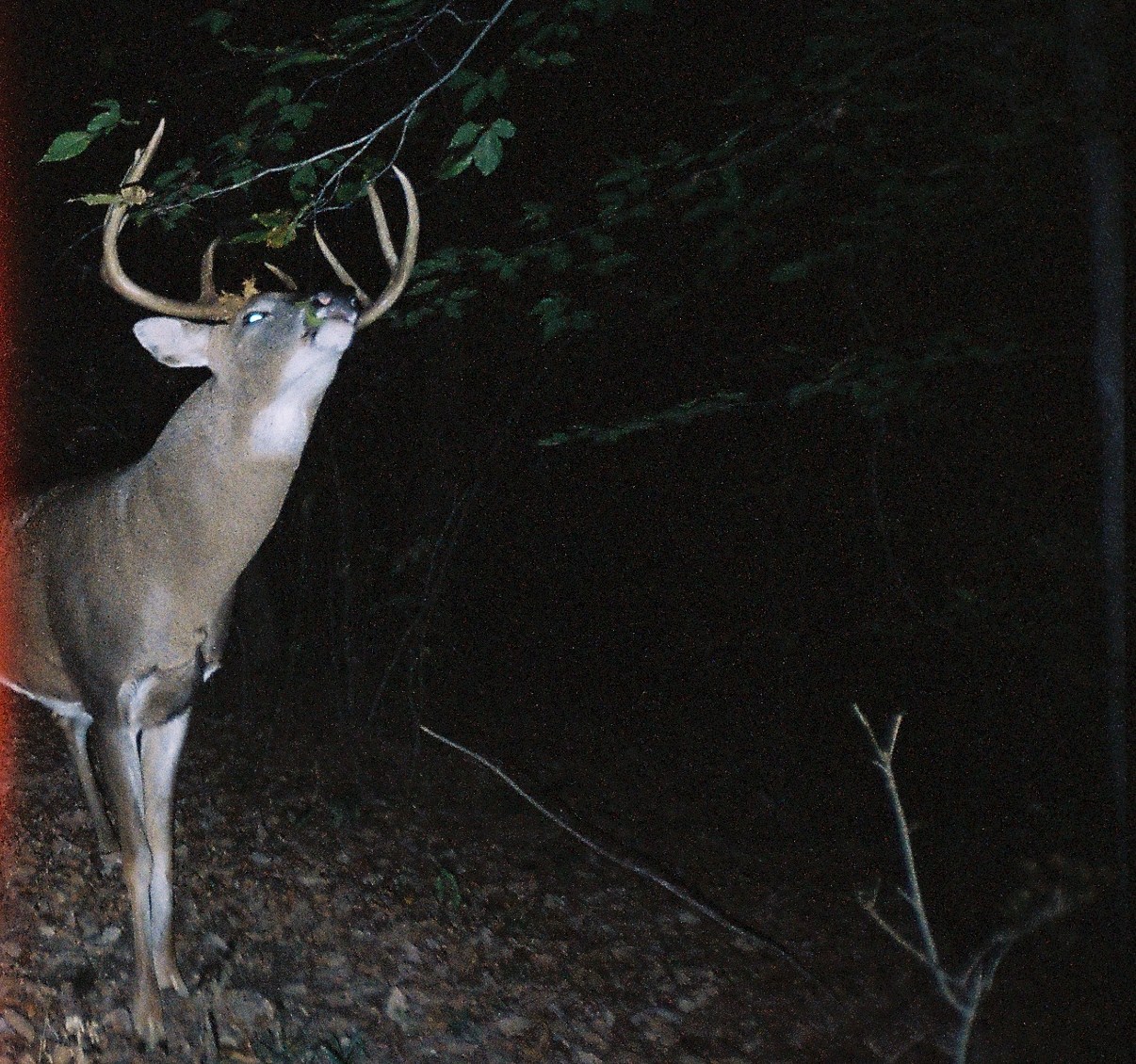 Indiana Woods and Waters: The Hillside Thicket!