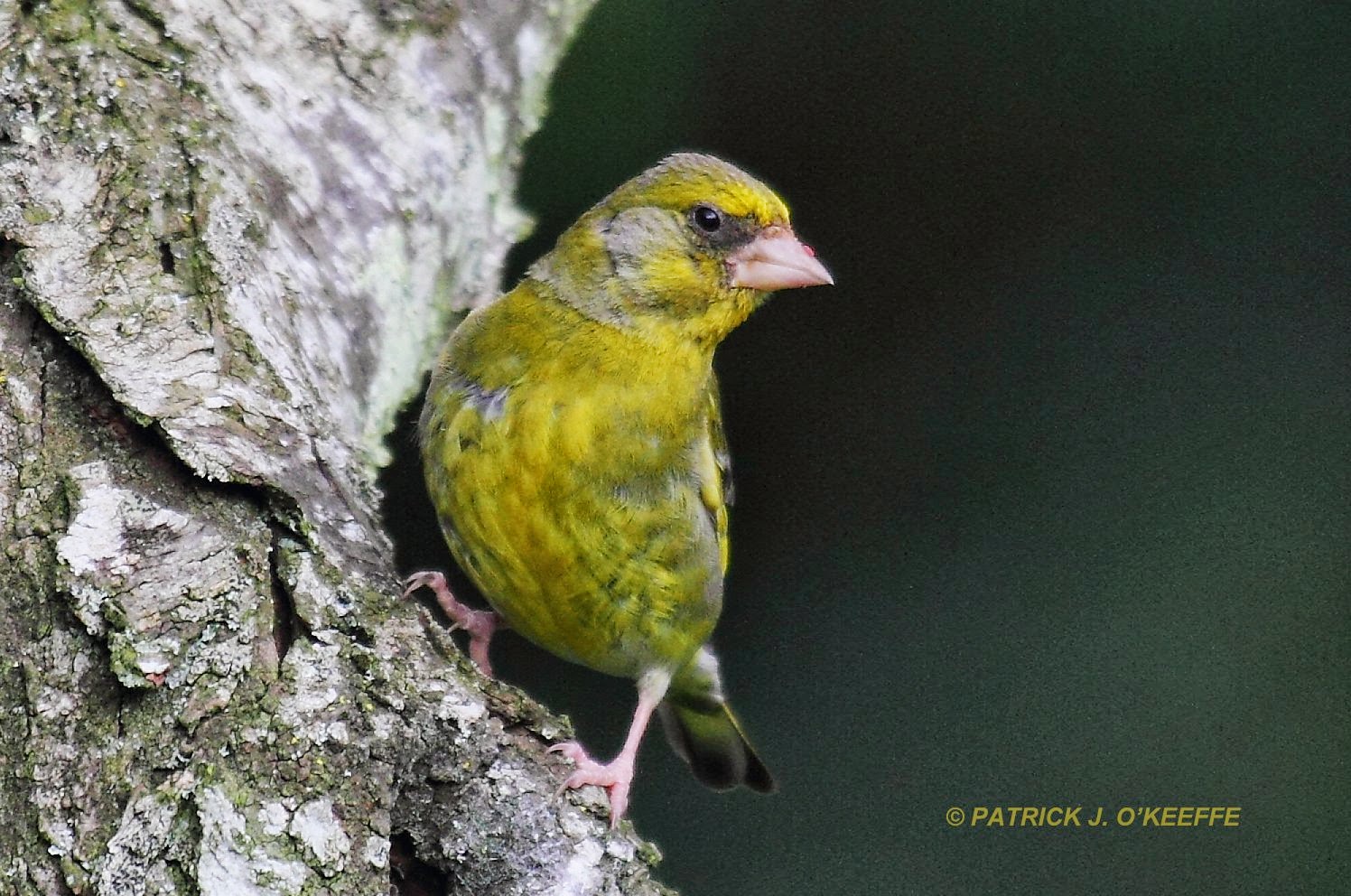 Raw Birds: EUROPEAN GREENFINCH [Male] (Carduelis chloris) Broadmeadow ...