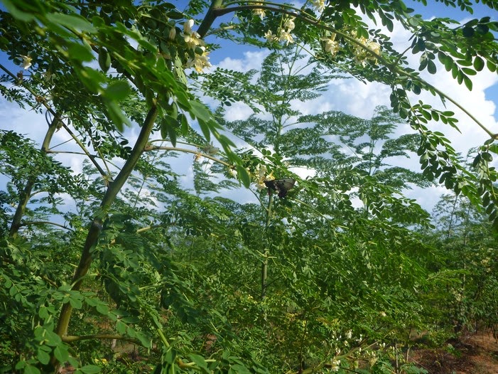 MORINGA: Growing Moringa Oleifera in Australia from Seeds. - Moringa ...