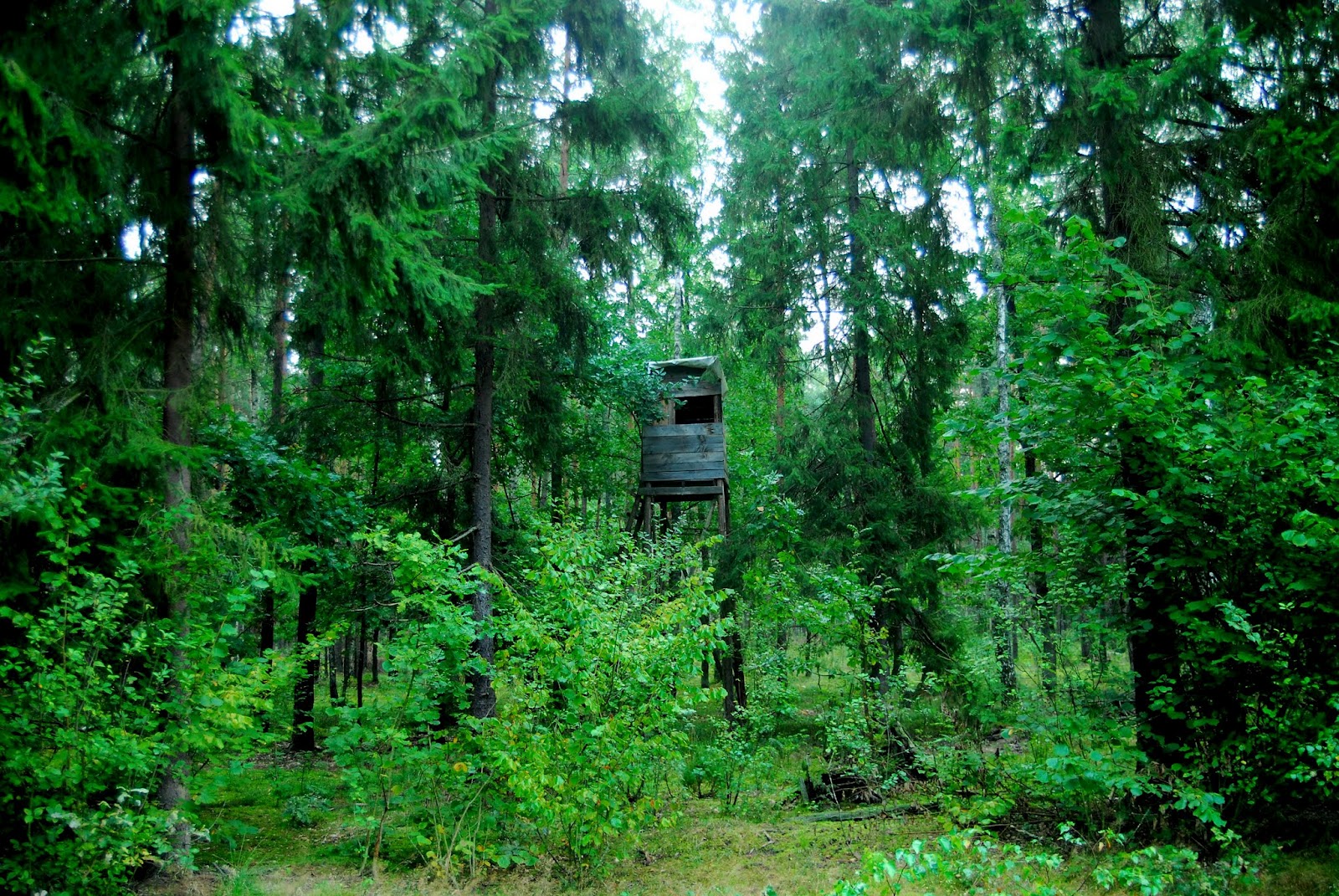 MEDIO NATURAL UN ESPACIO COMPARTIDO: Los Cárpatos: un sistema montañoso ...