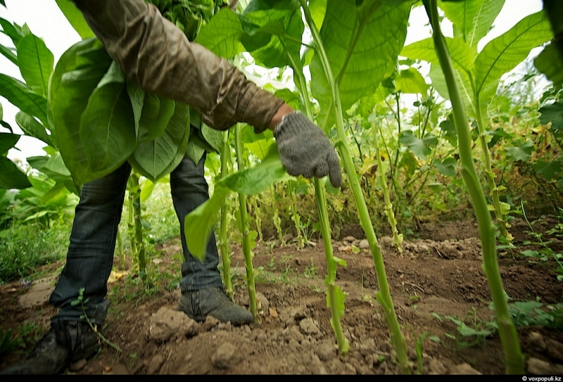 Cara penanaman pokok tembakau