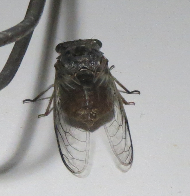 Hiking Curaçao - Flora and Fauna: Cicade - Cicadinea