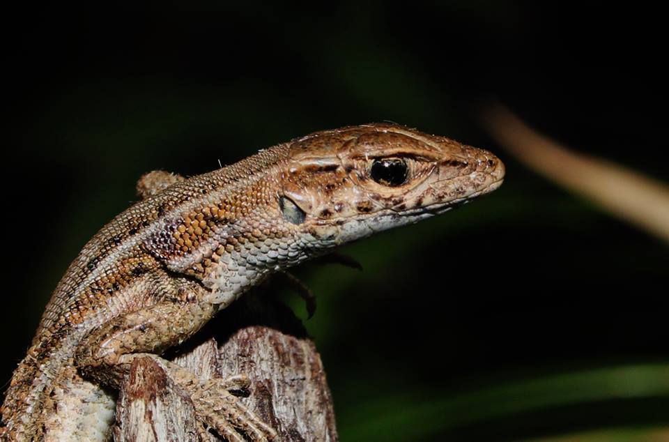 Biodiversity of Cyprus by NGO Protection of the Natural Heritage and ...