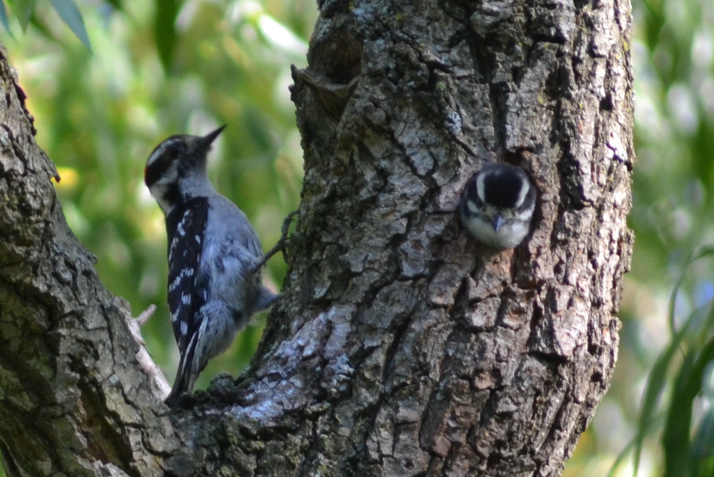 Landscape, Nature and Wildlife Photography done by Angie K. Johnson ...