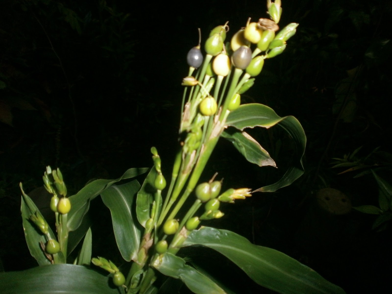 PERTANIAN HIJAU NURSERY: pokok bunga manik.