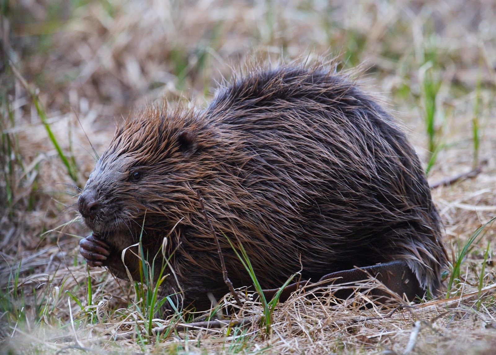 Naturfoto Einar Hugnes: Bever ved Baklidammen i Bymarka