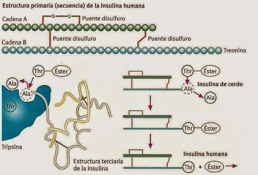 Apuntes de Biotecnología: Somatostatina e insulina, las primeras ...