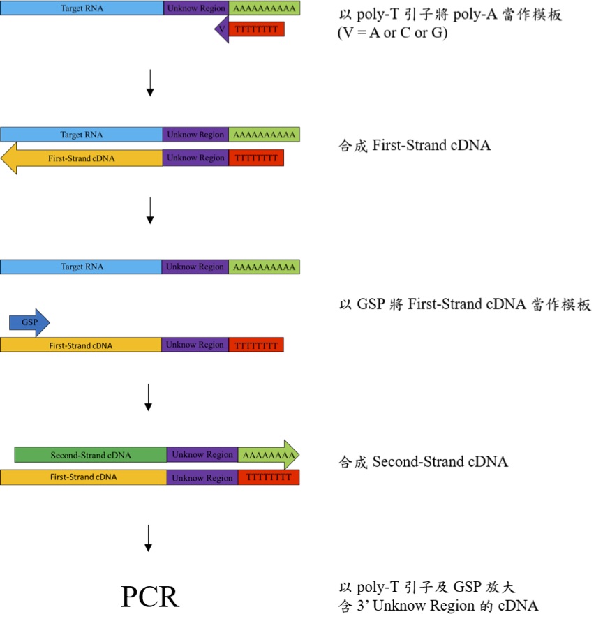 Ten Giga Bio : 唯有不斷尋求，才有機會找到答案——探索未知的 RNA 區段-RACE