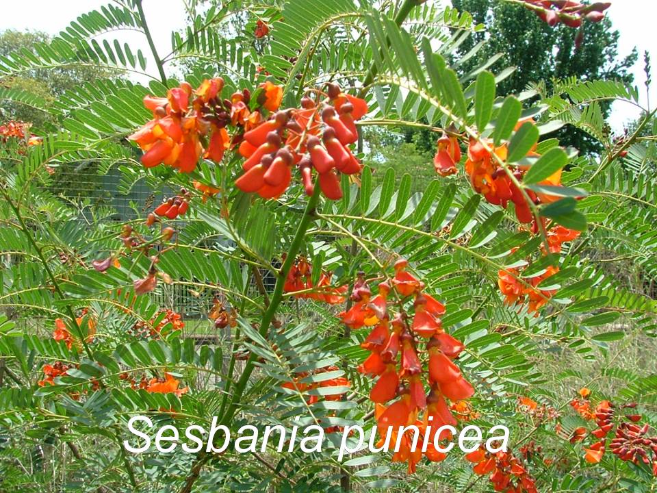 SiklósKert: ÚJDONSÁG !!! Brazil (Argentin?) piros akác (Sesbania punicea)