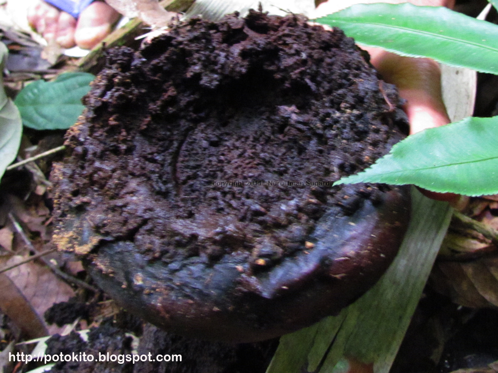 Gallery of Bengkulu - Indonesia: A Close Up views of the newest ...