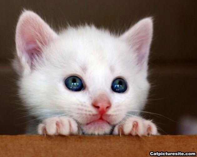 image de chat trop mignon blanc - Image De