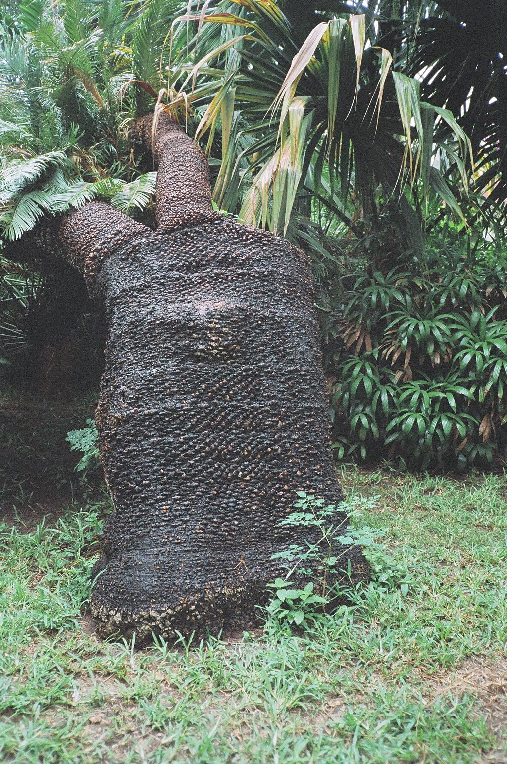 Tanzania: Tanzanian trees and plants