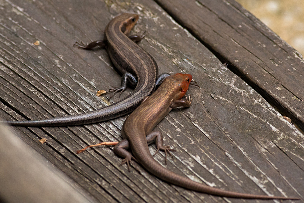 One Day at a Time: Five-lined Skink