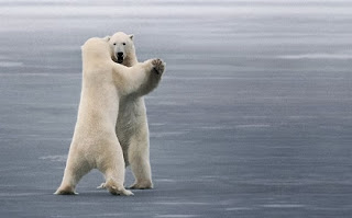 Cute Funny Animalz: Funny Animals With Dancing Images And Wallpapers 2014