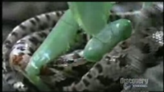 Mantis ~ Environment Places