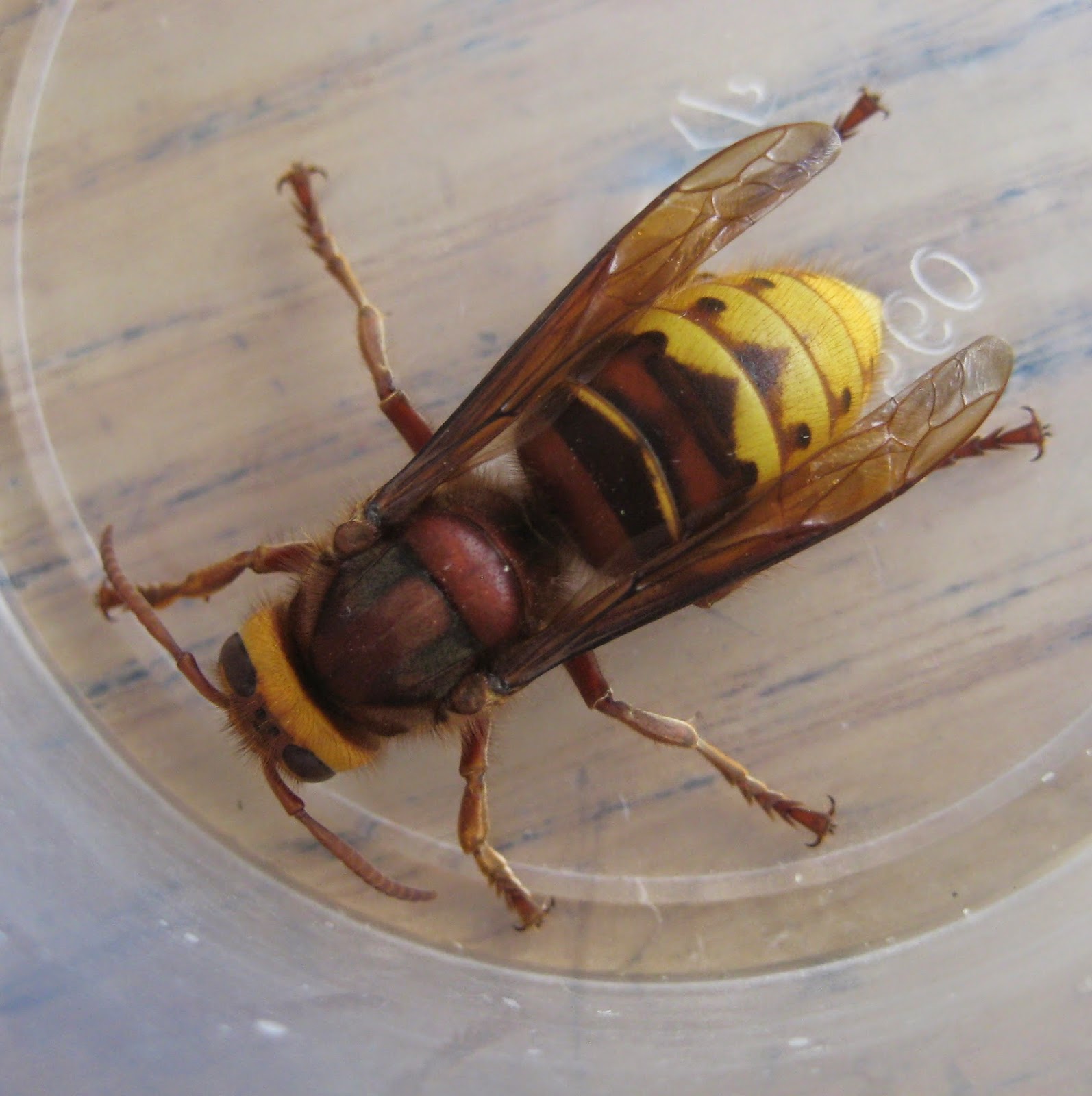 Insects of Britain: Hornet