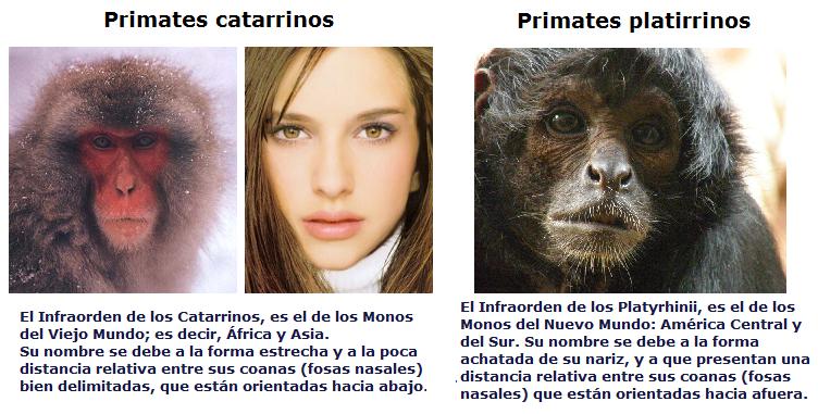 El profesor Bigotini: PLATIRRINOS Y CATARRINOS. LOS PRIMEROS ANTROPOIDES