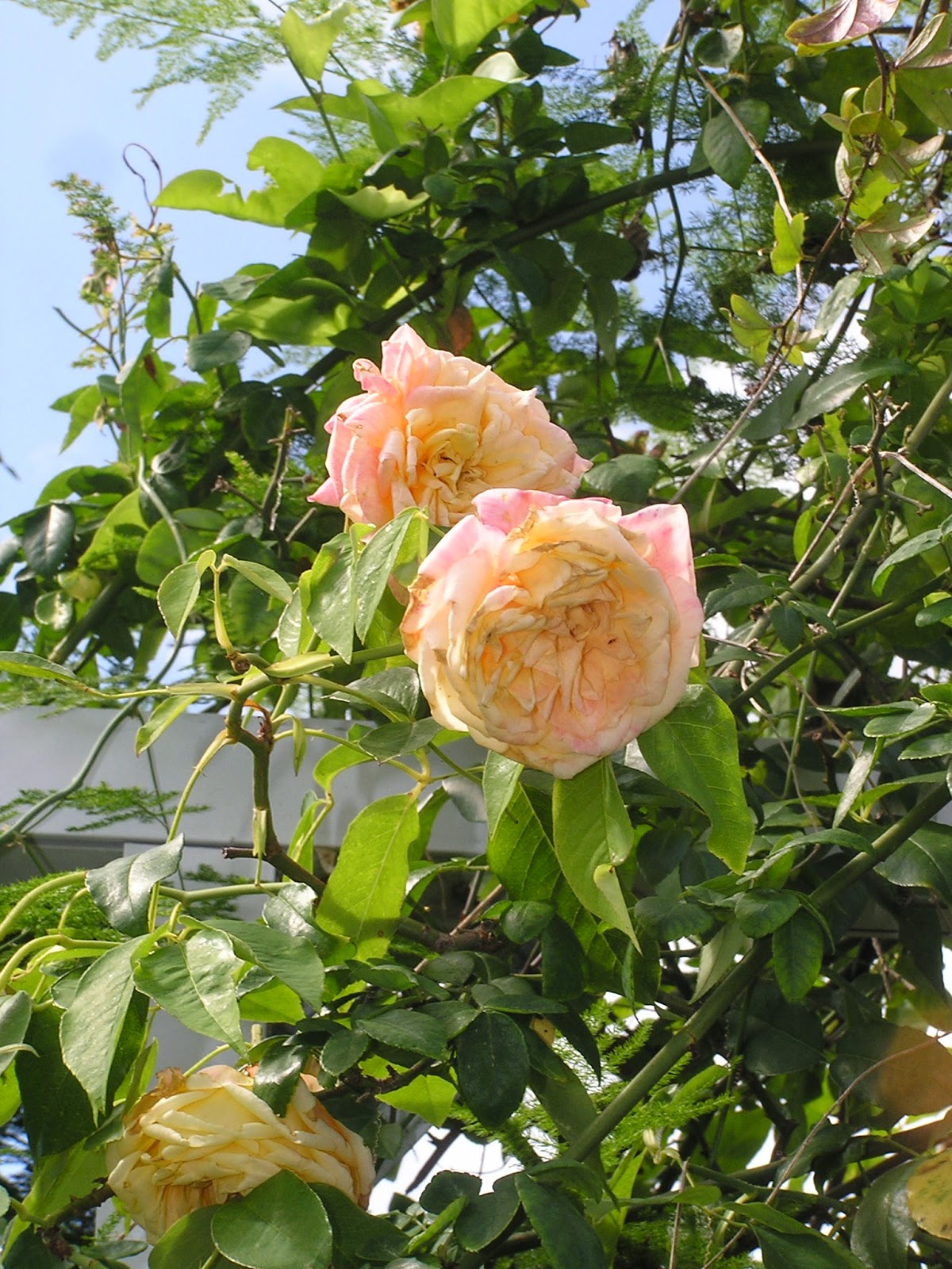 ROSEGASMS: My "Marechal Niel' climbing yellow rose is looking ...