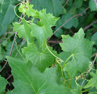 HEALTH BENEFITS OF BRYONIA ALBA (HOMEOPATHIC MEDICINE)