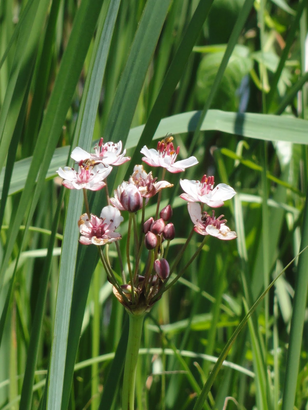 Frumusetile naturii: Crinul -de -baltă (Butomus umbellatus)