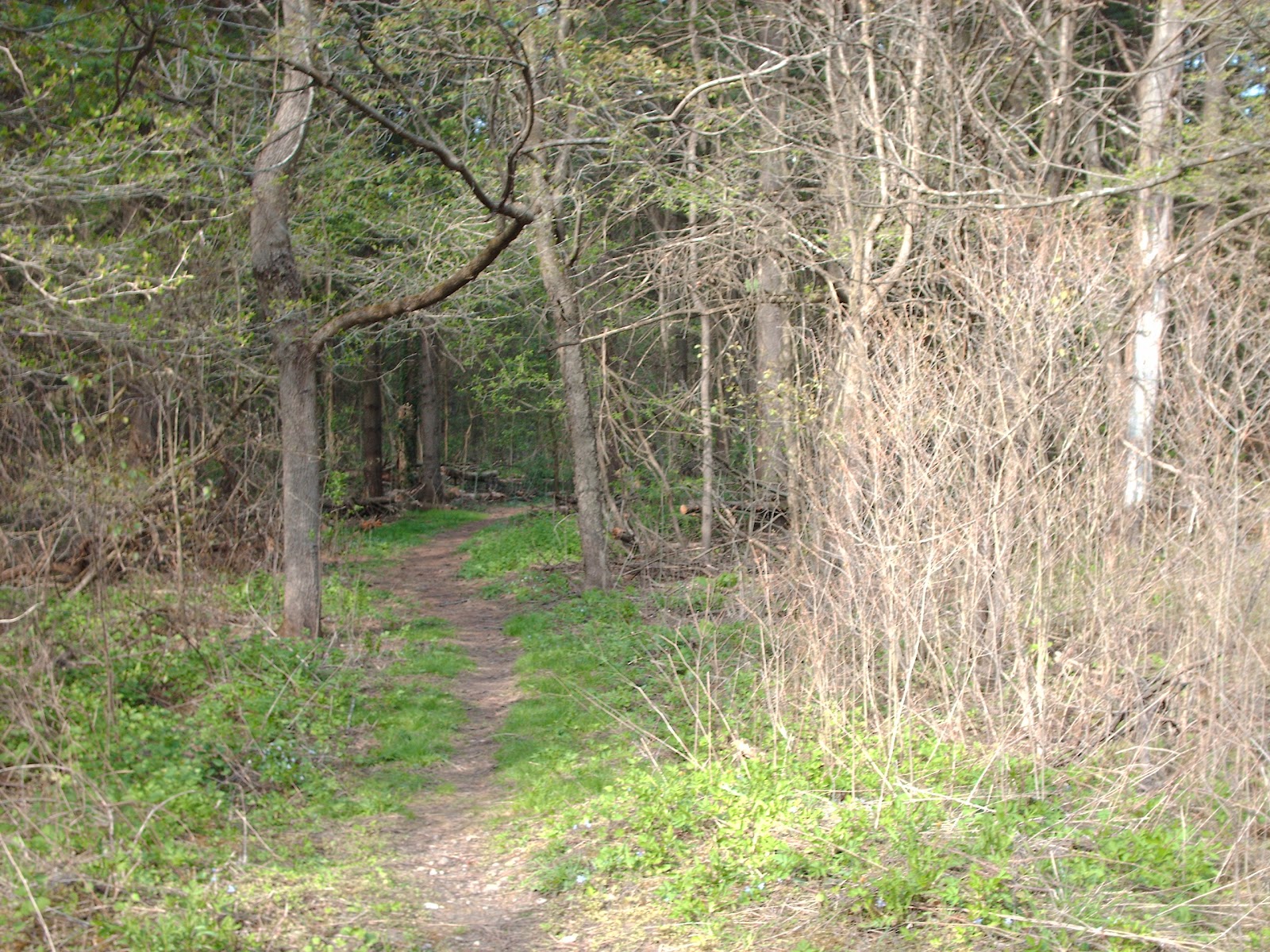 A Photographic Tour of Embro Conservation Area - Chase March - Official ...