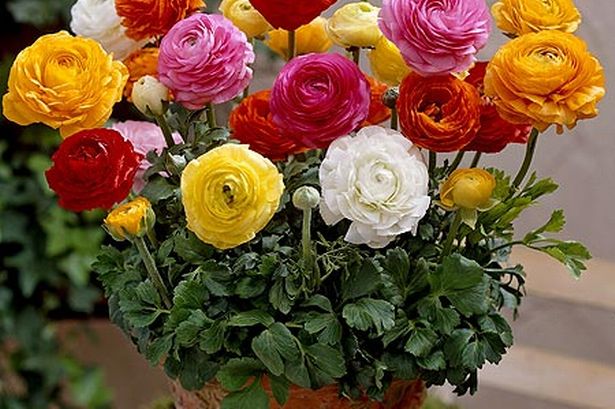 SREDI DOM: NAJLEPŠE CVEĆE ZA TERASU