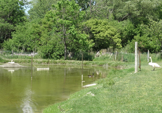 An Unfittie's Guide to Adventurous Travel: Reflections on the swans' pond