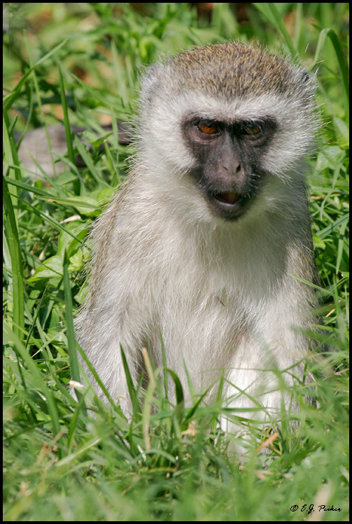 Animals pictures: Vervet Monkey