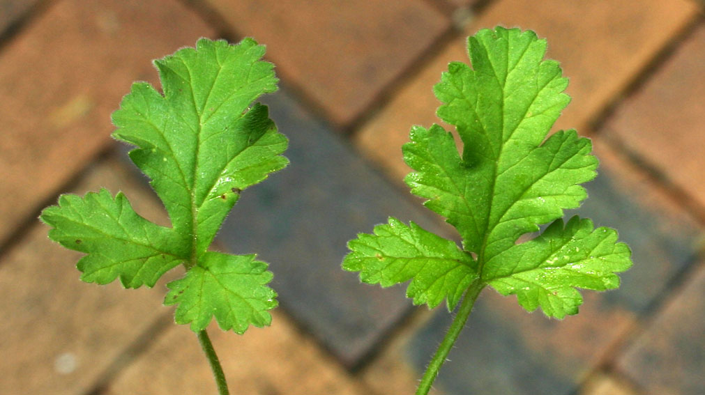 Toowoomba Plants: Crows Foot