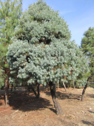Consultoria Experta en negocios de Agricultura, Ganaderia y Forestales ...