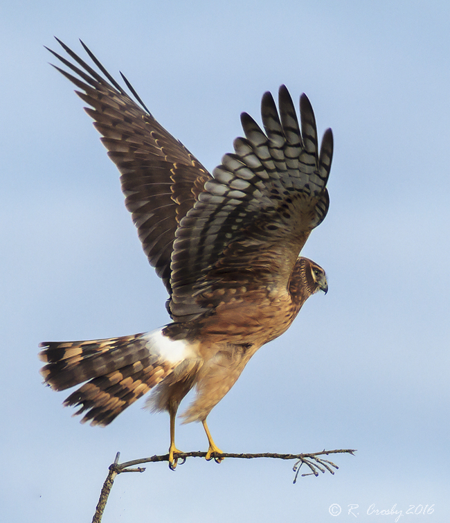 South Shore Birder: Northern Harrier - From Perch to Perch