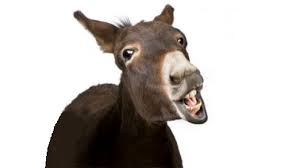 Out of the pan and into the fire...one cook's story: This ol' mule