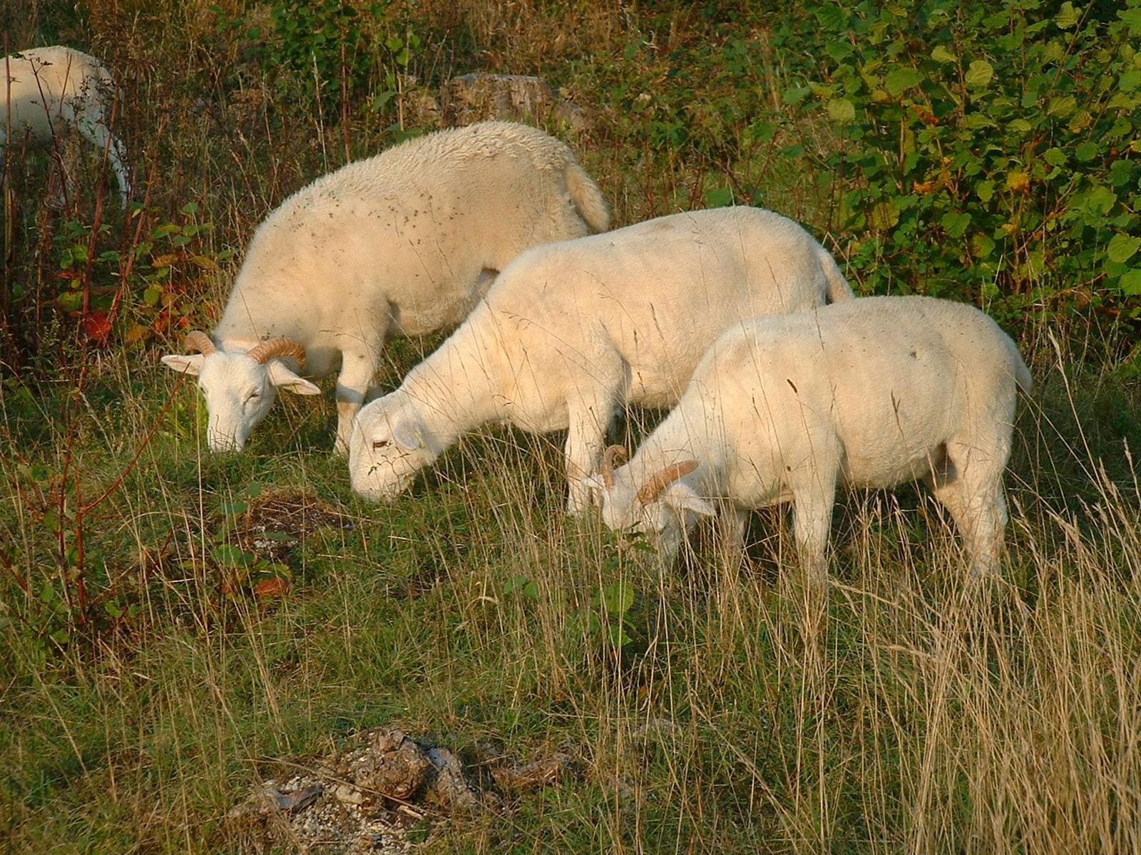 Brown's Folly Sheepwatch: Autumn Sheep Doing Well!