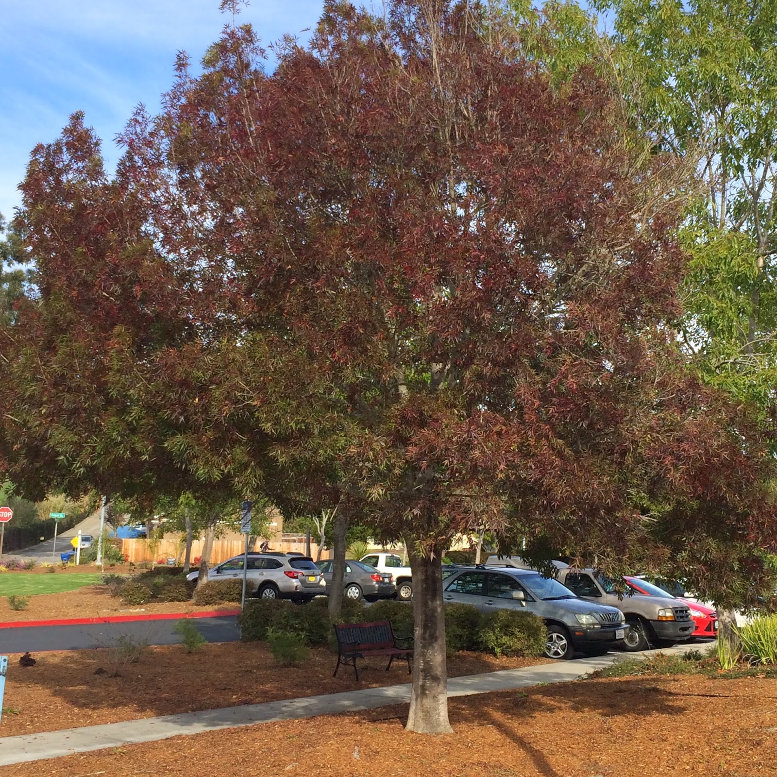 Trees of Santa Cruz County: Fraxinus angustifolia 'Raywood' - Raywood Ash
