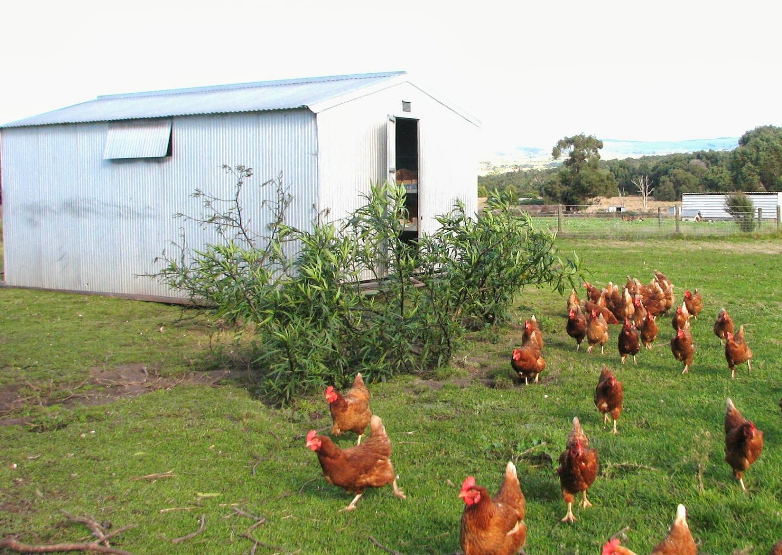 Free Range Eggs: September 2013