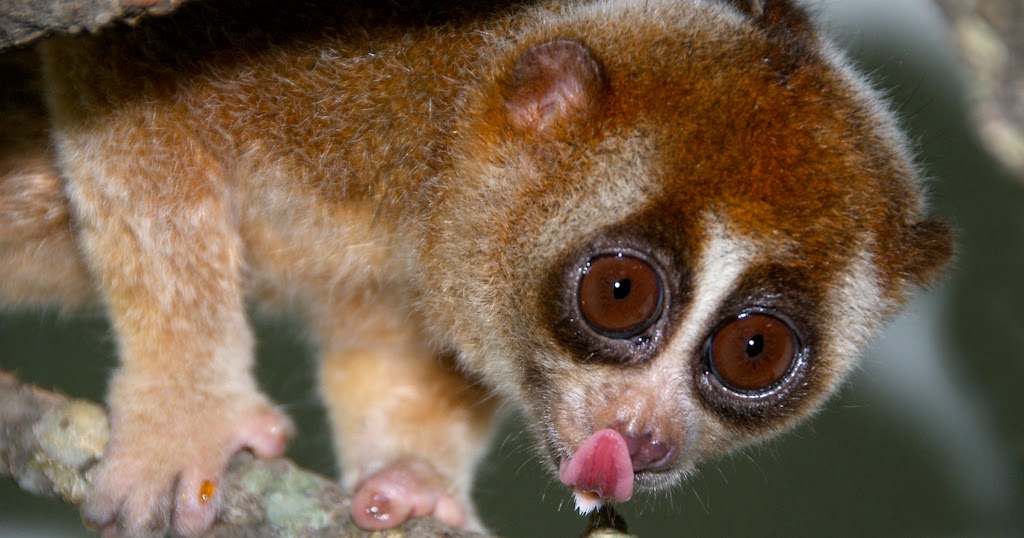 Omar Farías Luces: El loris venenoso de Borneo