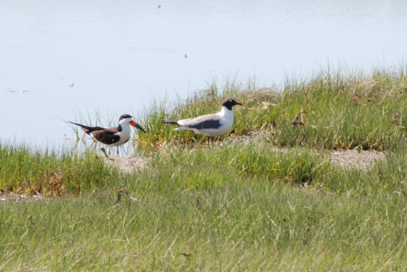 Margaret Montet: Getting to Know the Birds Who Live in the Marsh ...