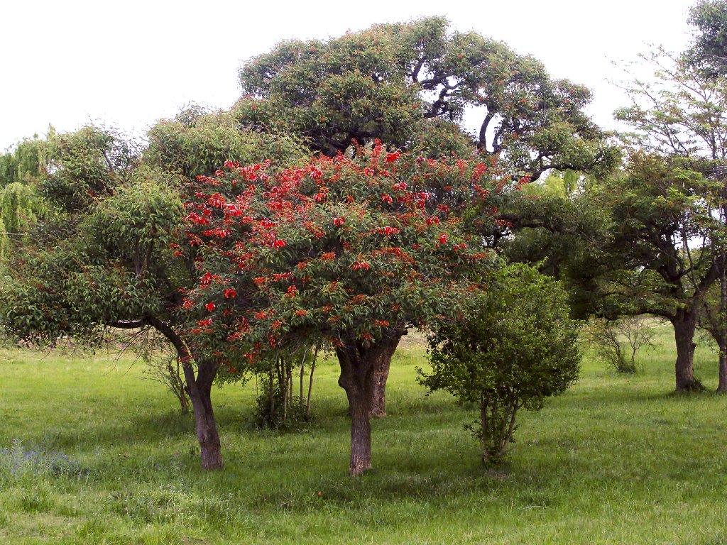 EL TANO: BUSQUEDA DEL TESORO